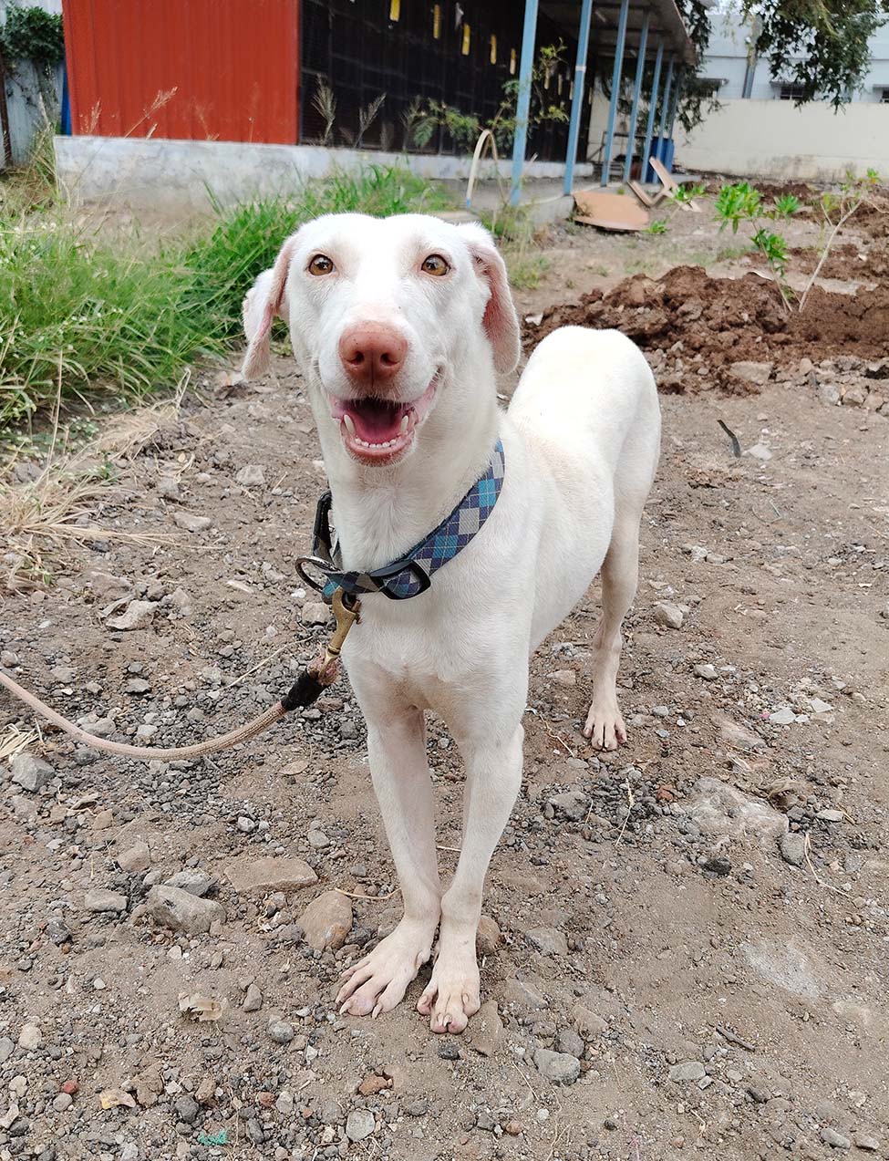 Humane Animal Society | Animals | Aladdin