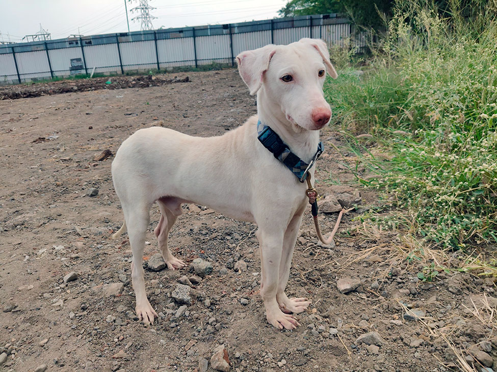 Humane Animal Society | Animals | Aladdin