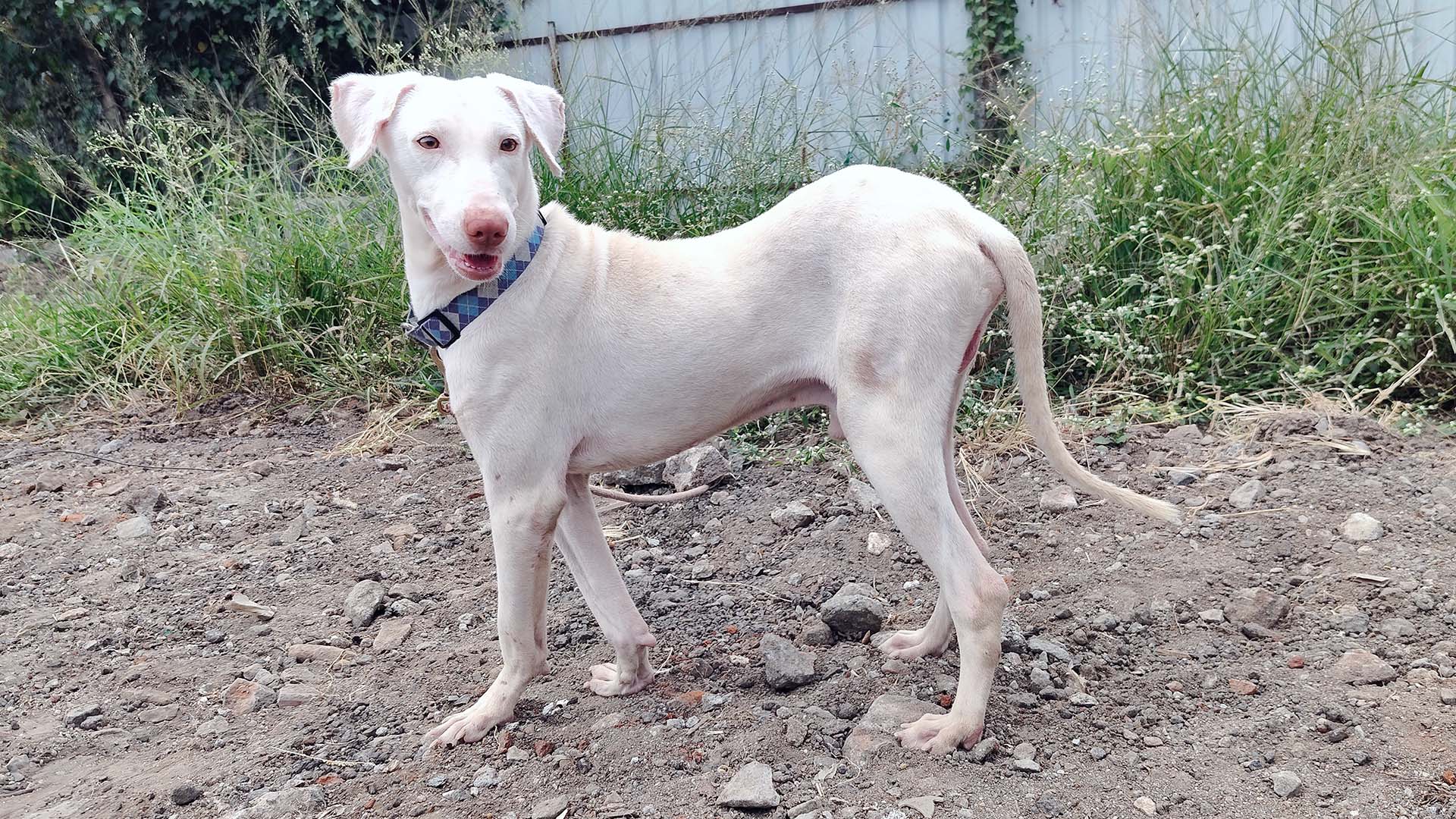 Humane Animal Society | Animals | Aladdin