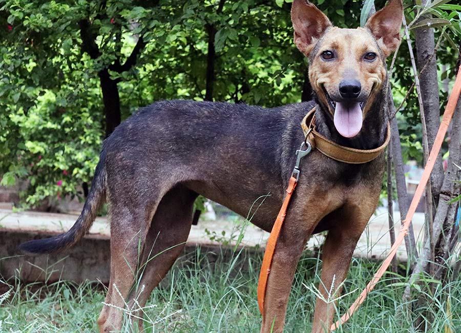 Humane Animal Society | Animals | Appu