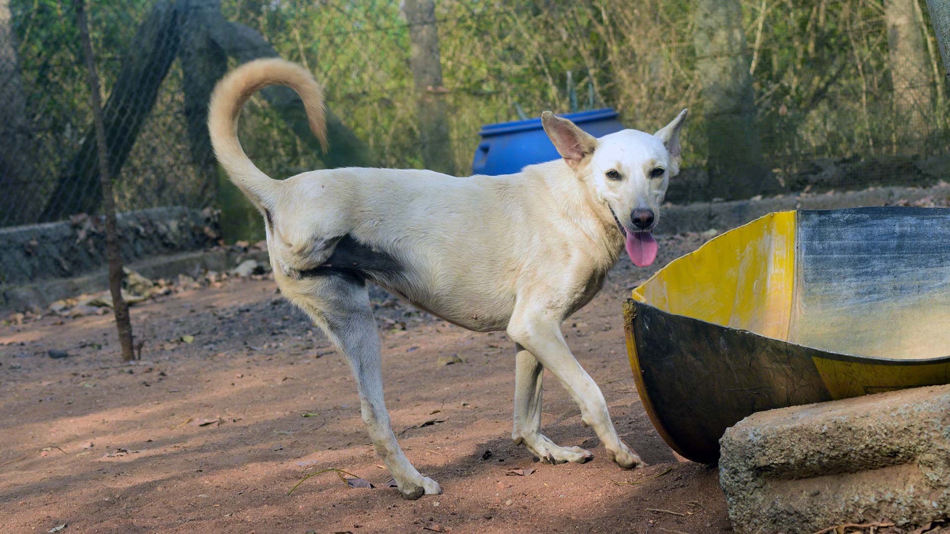 Humane Animal Society | Animals | Azhagi