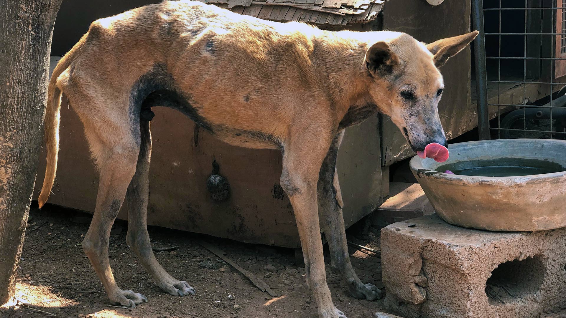Humane Animal Society | Animals | Bob