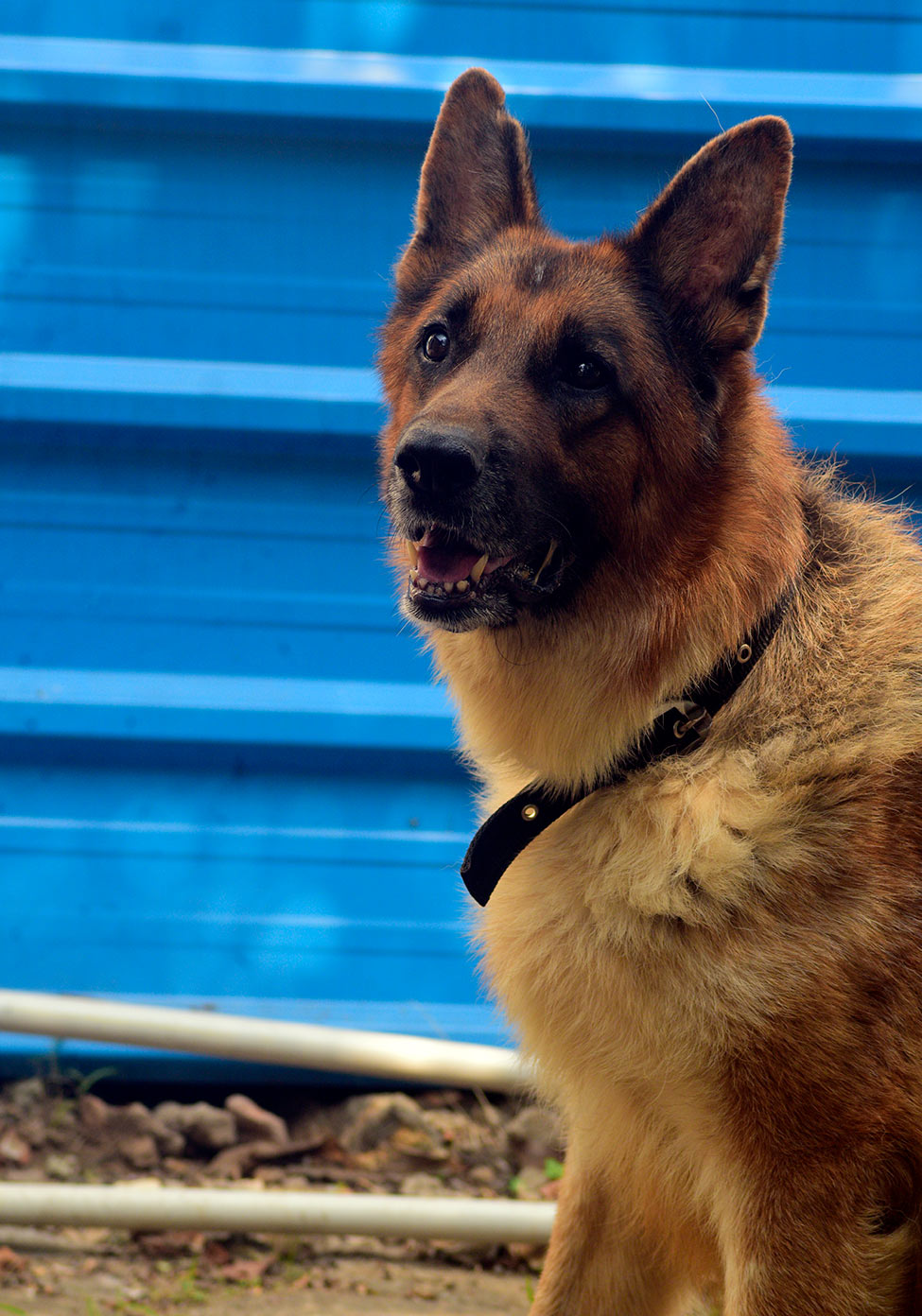 Humane Animal Society | Animals | Brooklyn