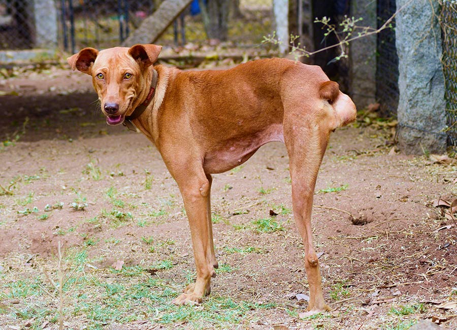 Humane Animal Society | Animals