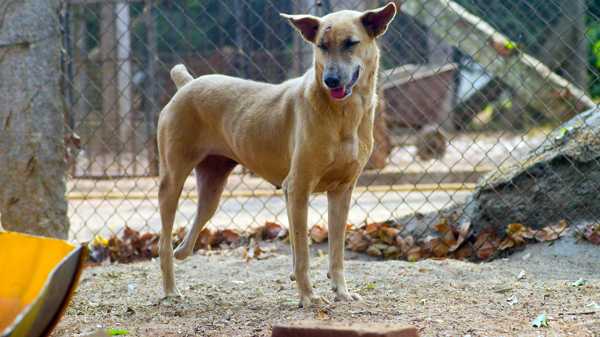 Humane Animal Society | Animals | Dhalia