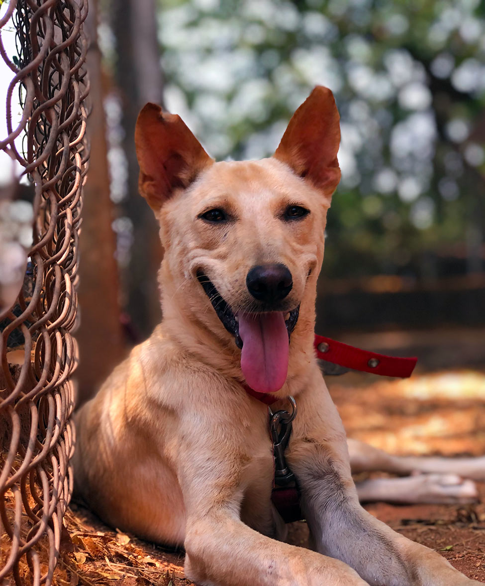 Humane Animal Society | Animals | Jango
