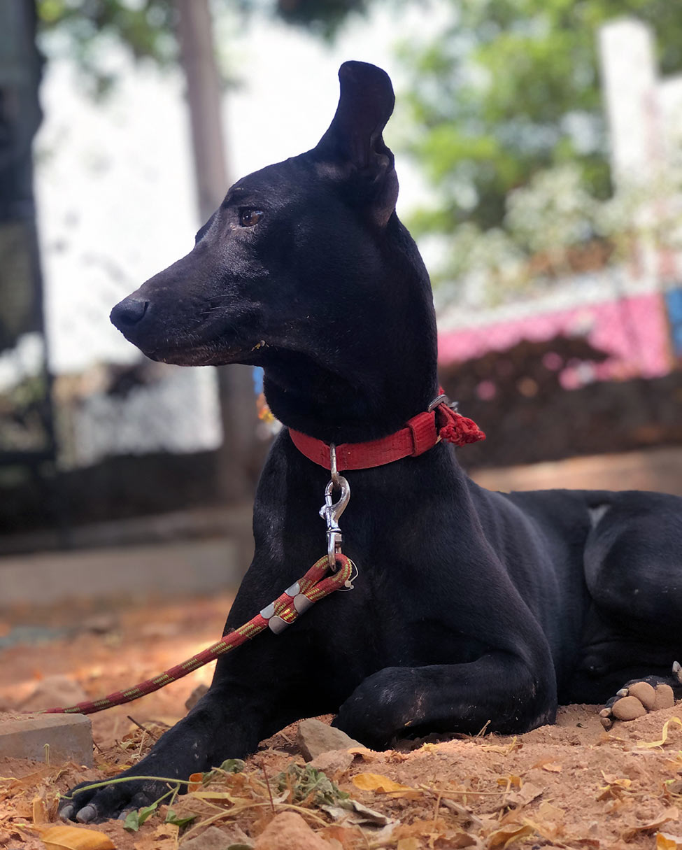 Humane Animal Society | Animals | Karnan