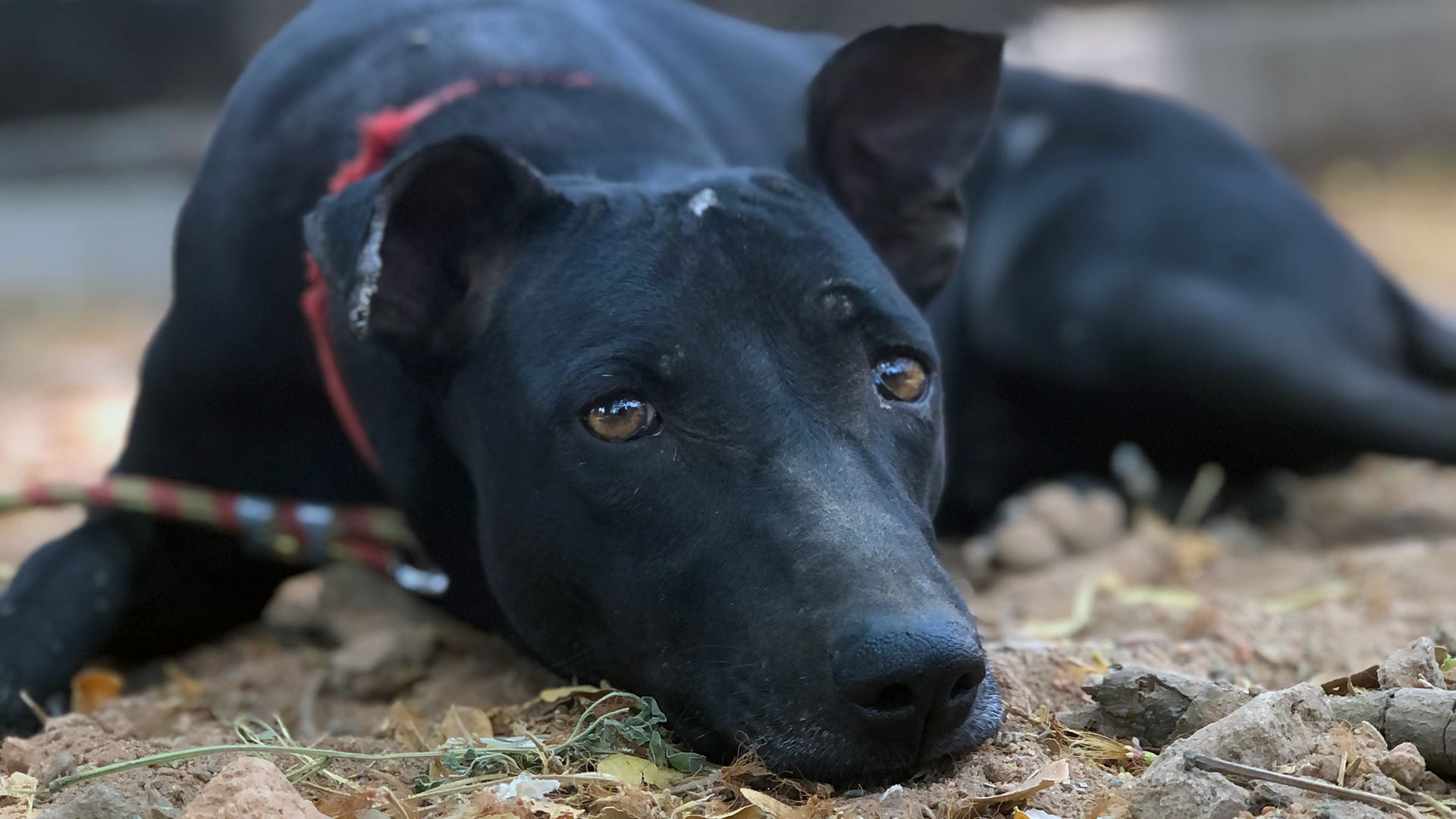 Humane Animal Society | Animals | Karnan