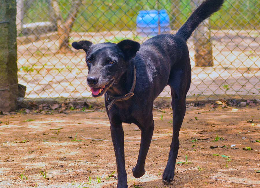 Humane Animal Society | Animals | Loki