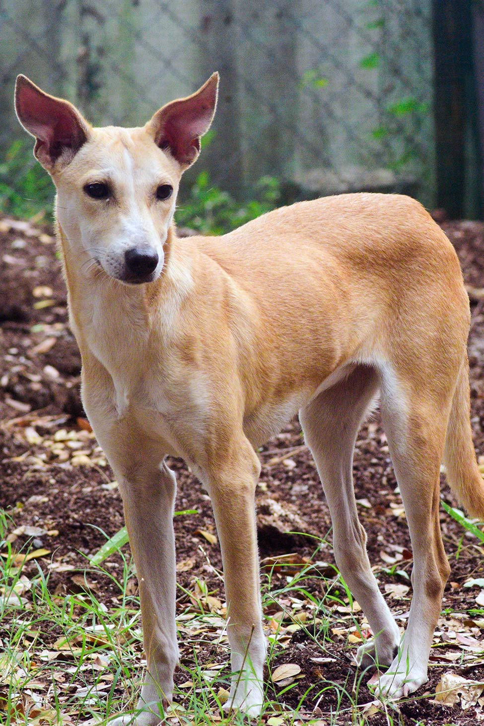 Humane Animal Society | Animals | Sasha