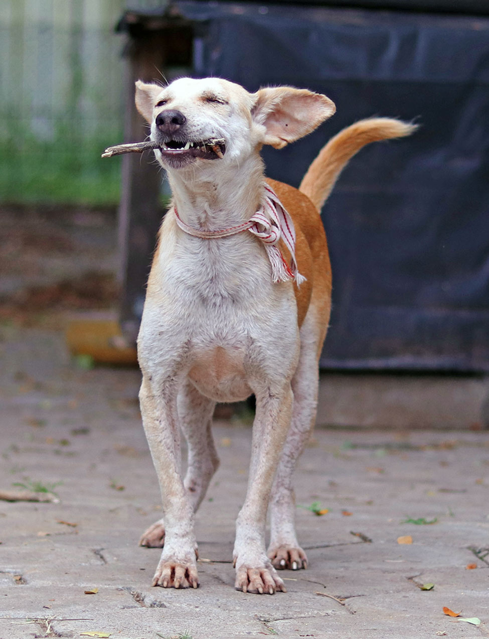 Humane Animal Society | Animals | Womble