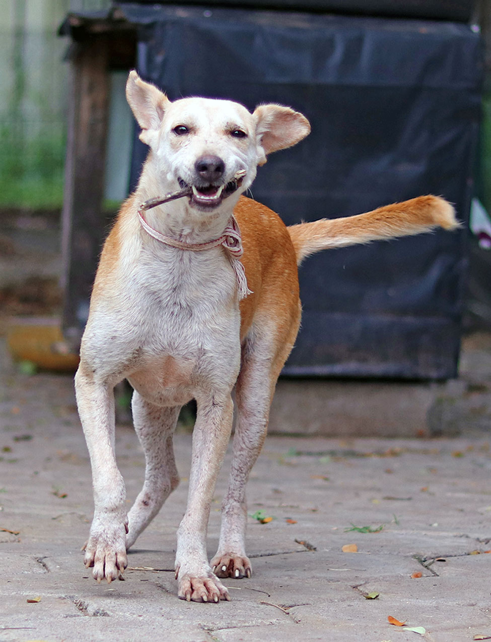 Humane Animal Society | Animals | Womble